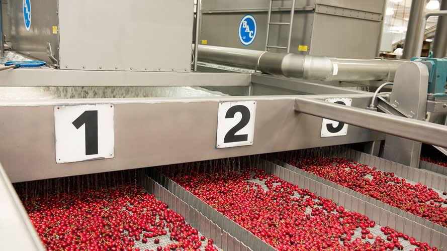 Largest Cherry Production Line in the World Thrives on Ignition ...